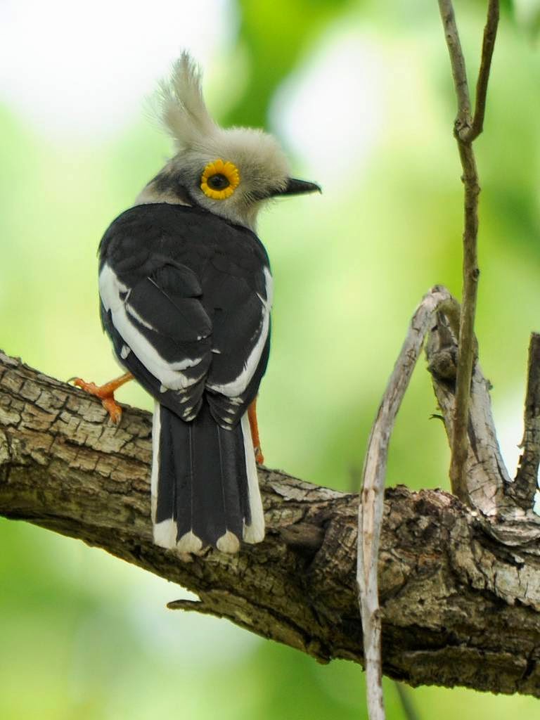 Extreme Crest Feathers: 10 Reasons Why Crest is Best | The Ark In Space