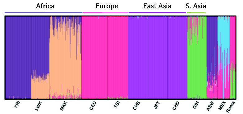 For what they were... we are: Romani autosomal genetics