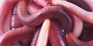 CACING JAKARTA INDONESIA: CACING,JUAL CACING,BUDIDAYA CACING JAKARTA ...