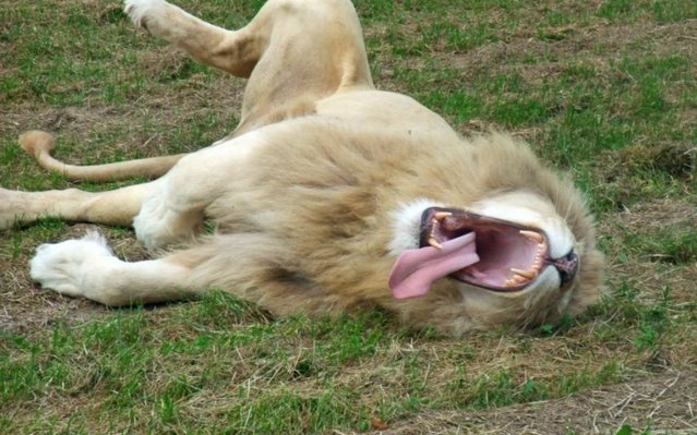Animals Yawning Extreme Funny Photos | Funny And Cute Animals