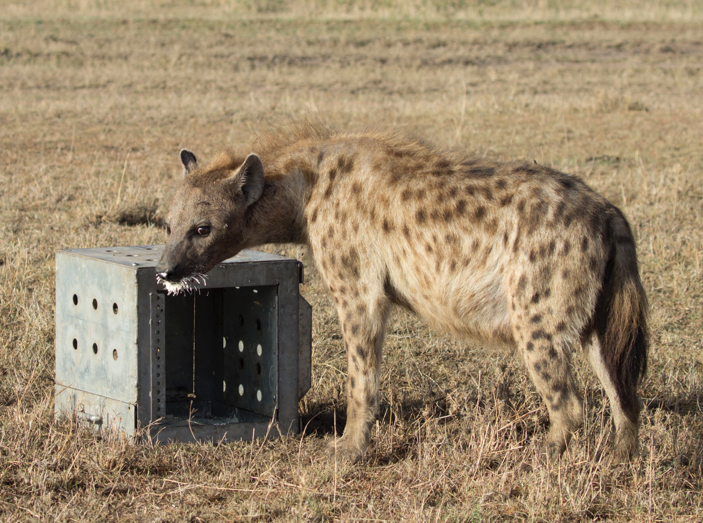 Notes From Kenya: MSU Hyena Research: Hyena Cognition - Hall of Shame