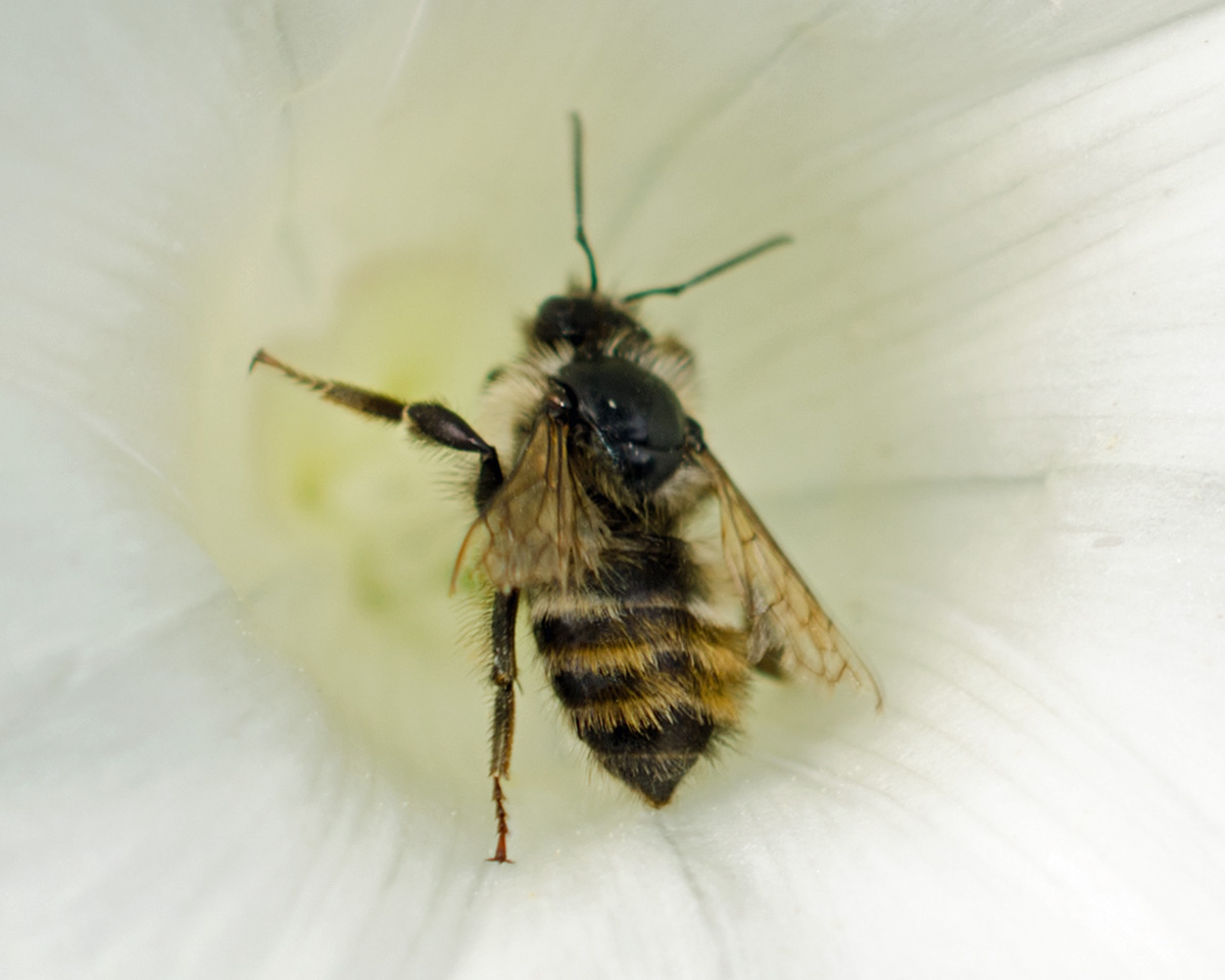 Wanderin' Weeta (With Waterfowl and Weeds): 06/01/2013 - 07/01/2013