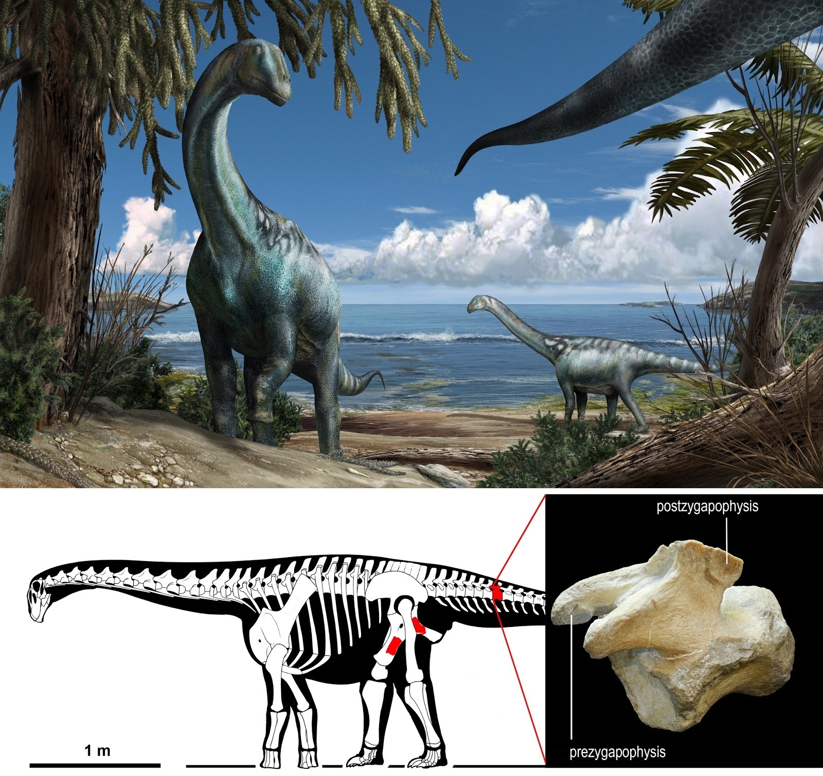 Species New to Science: [Paleontology • 2016] First Sauropod Bones from ...