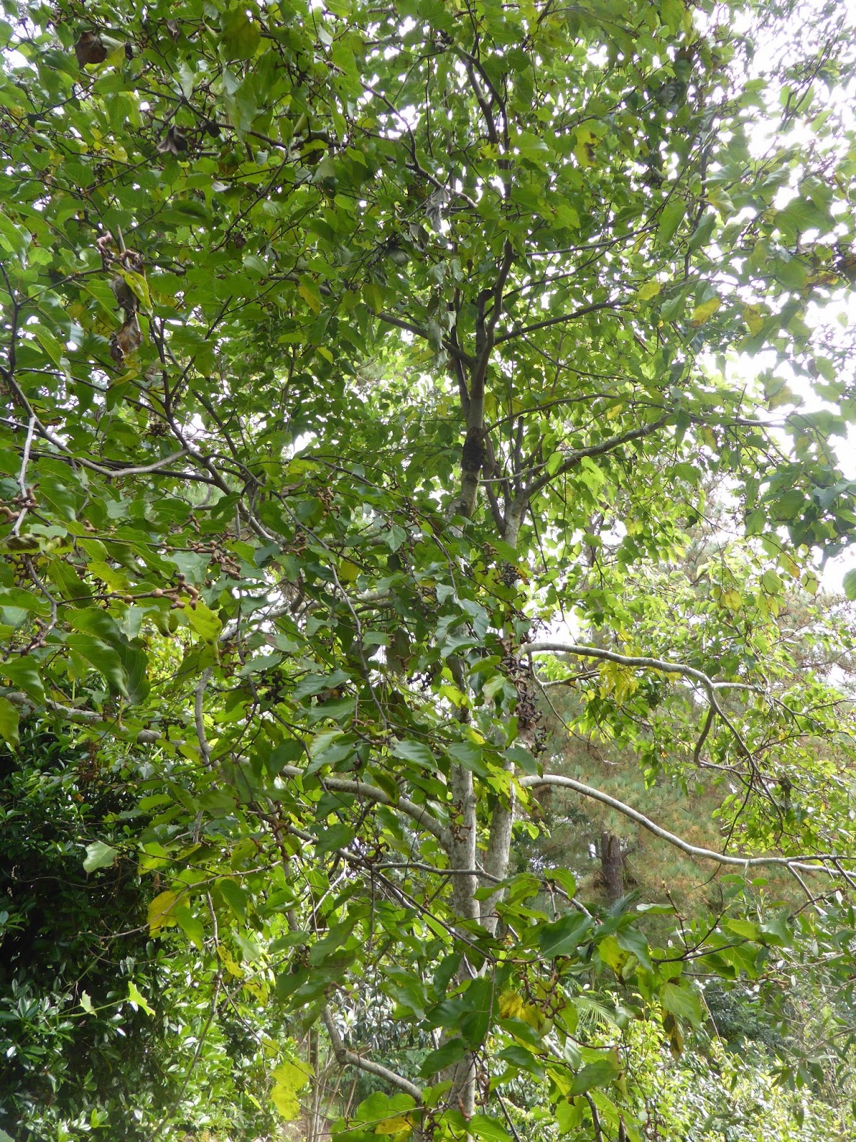 Fernmount Food Forest: Chinese Raisin Tree (Hovea Dulcis)