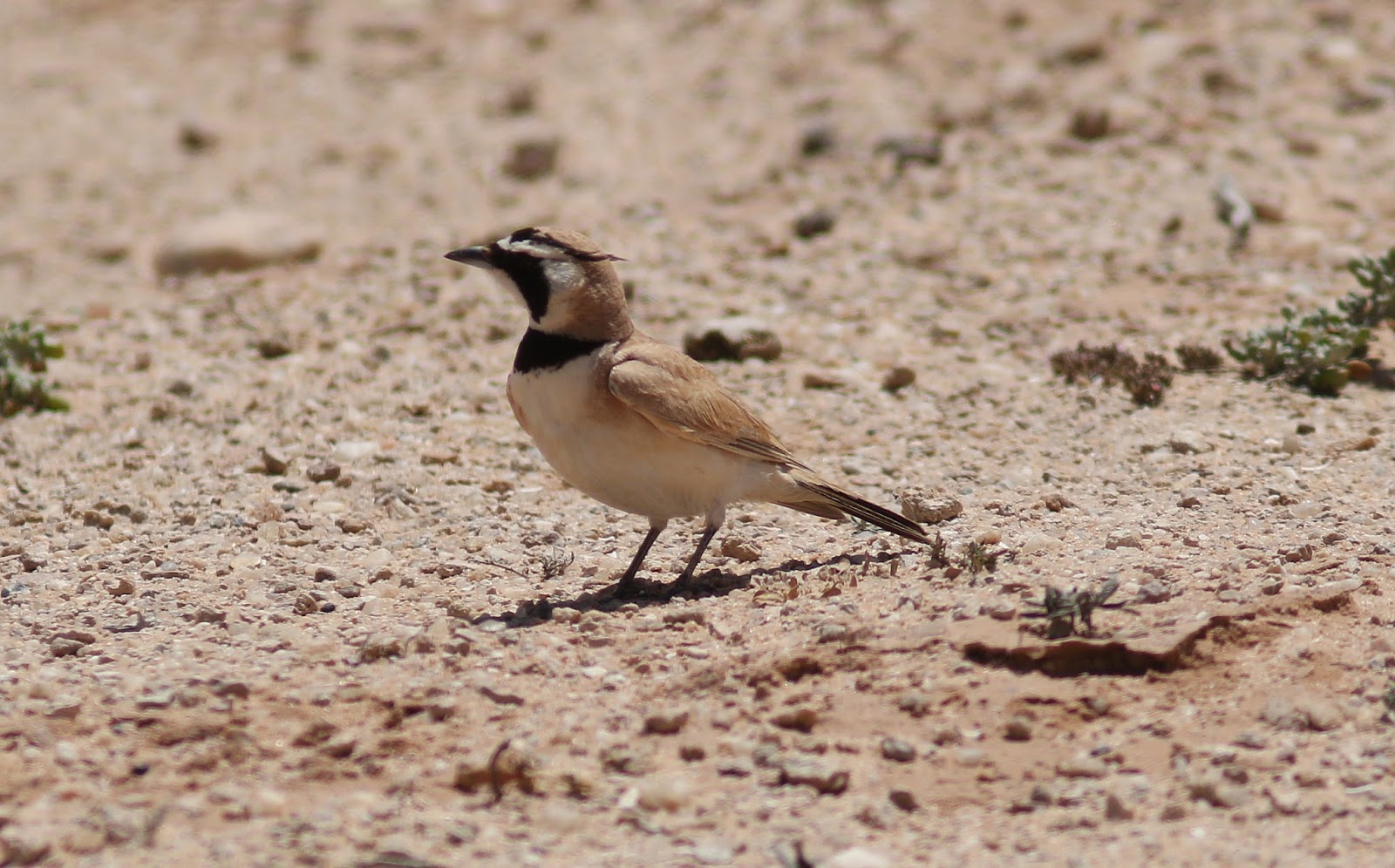 Non-Stop Birding: Western Sahara Birding Specialities