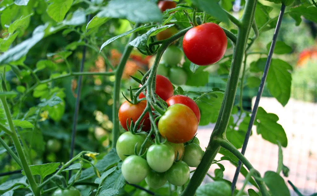 അടുക്കളത്തോട്ടം: തക്കാളി