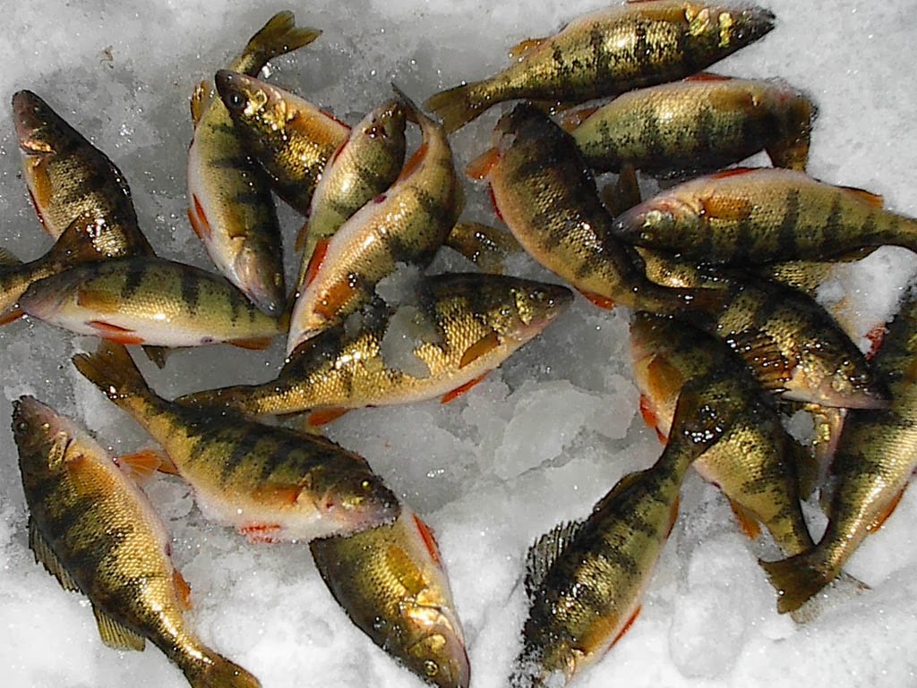 Perch - Fishes World - HD Images & Free Photos