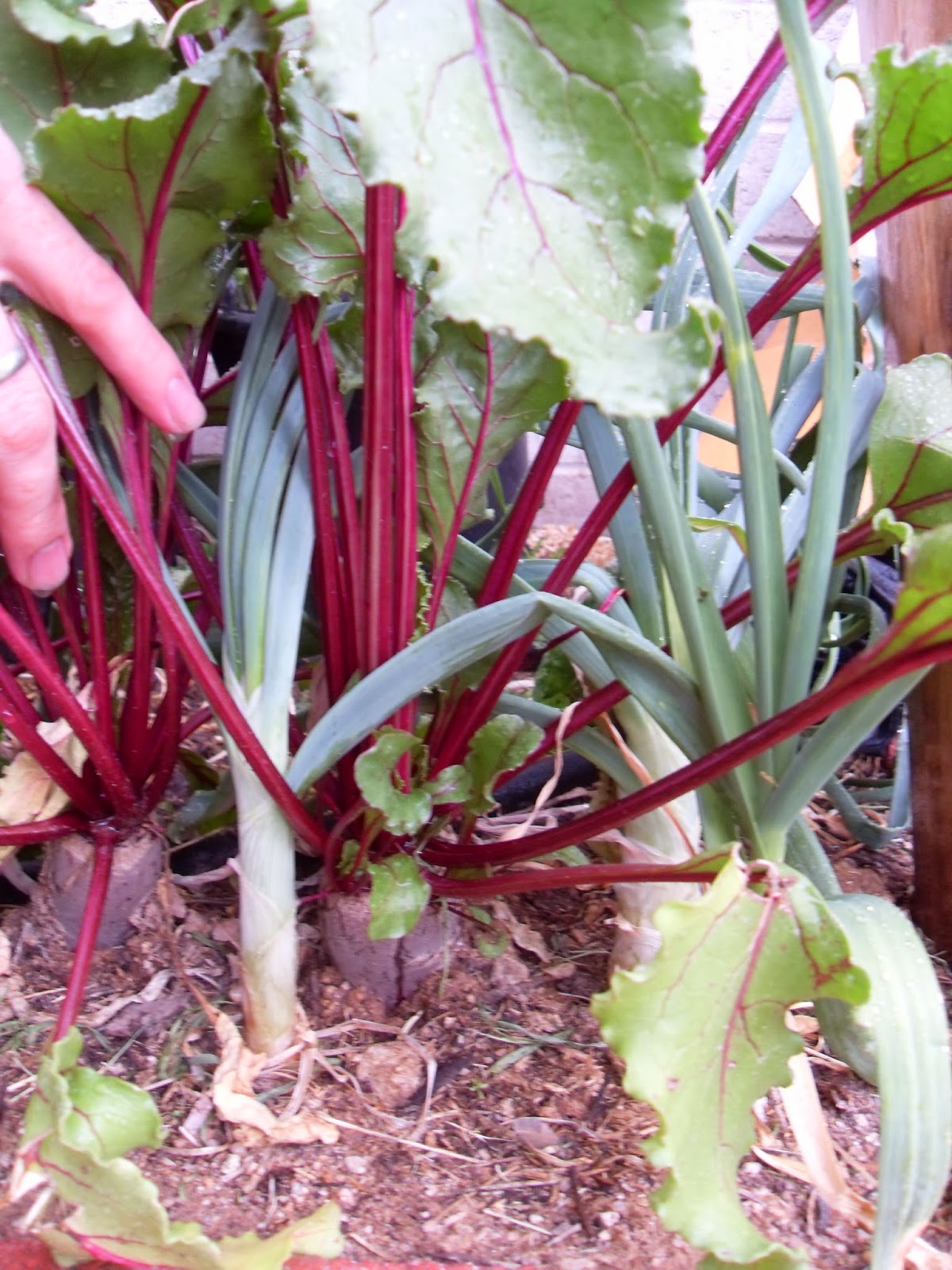 The Scientific Gardener: McGregor’s Favorite Beet