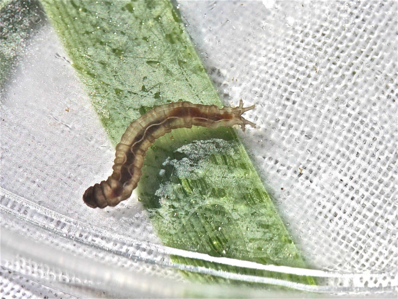 Aquatic Insects of Central Virginia: Back to the Streams: the Doyles ...