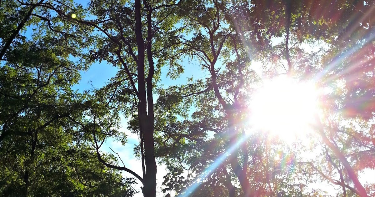 Day One Photography: Sun Through The Trees