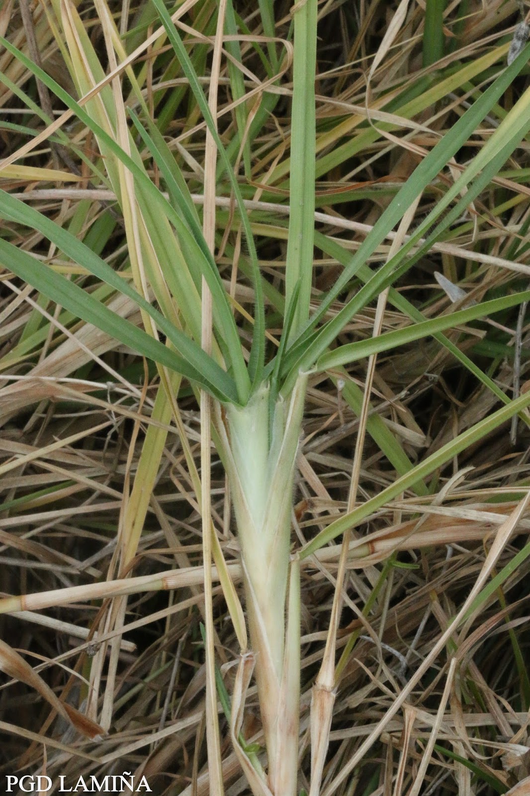 PENNISETUM CLANDESTINUM. kikuyo. pasto africano.