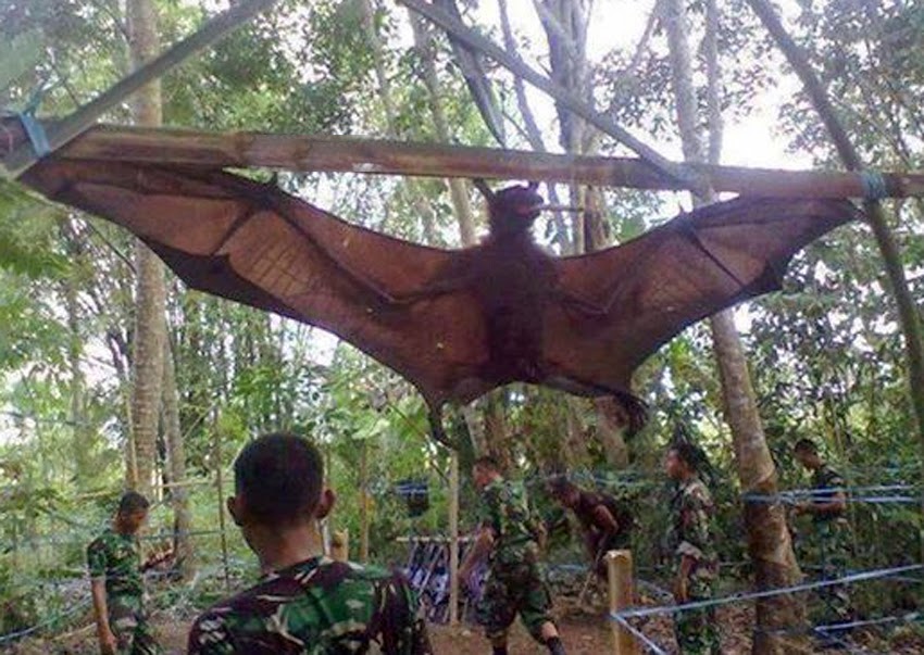 Do You Know?: The largest bat in the world