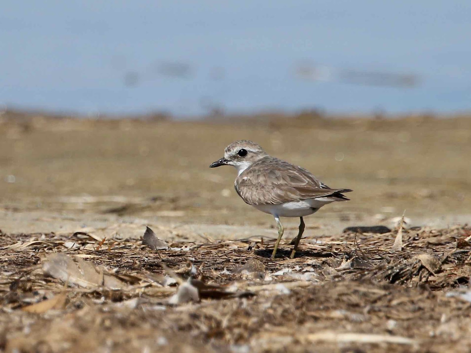 Avithera: Lesser Sand Plover