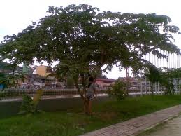 Sepenggal Perjalanan Hidup: PEMANFAATAN TANAMAN KERSEN SEBAGAI ...