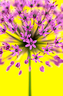 Photography: Andy Small