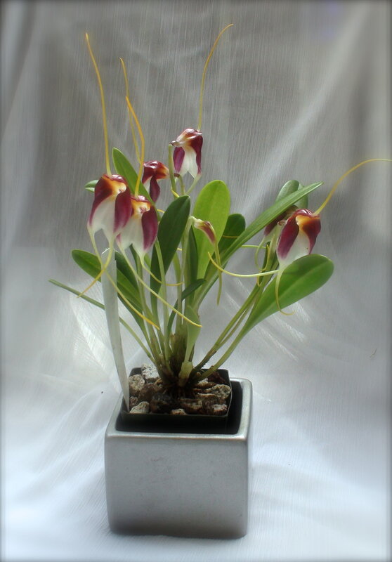 Masdevallia schroederiana care and culture | Travaldo's blog