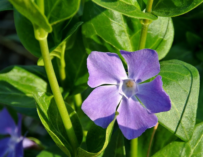 Nitideces de Miguel: Hierba doncella