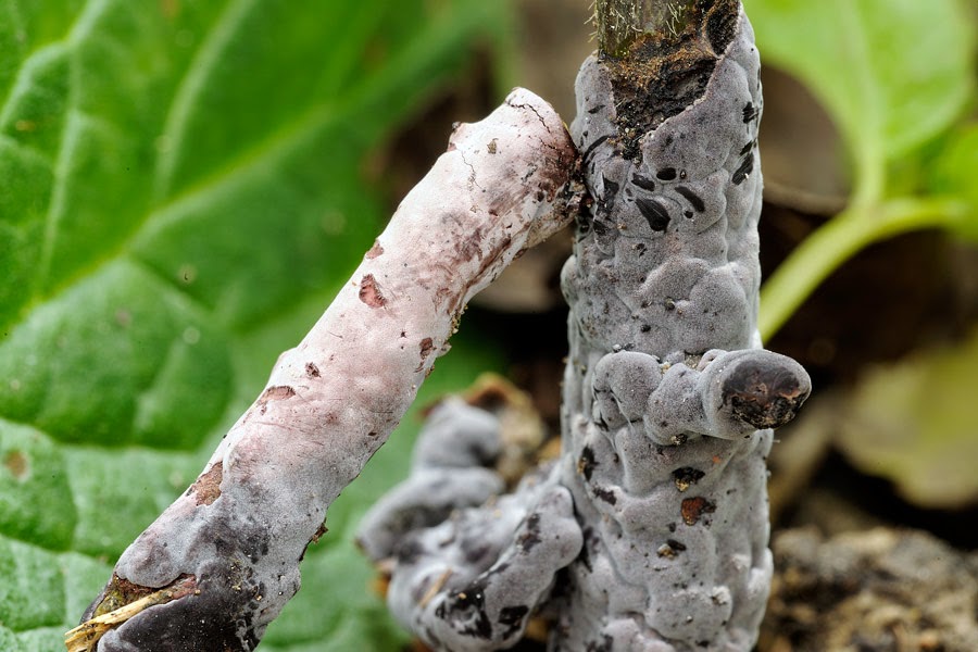 Funghi Teramani: Helicobasidium purpureum (Tul.) Pat.