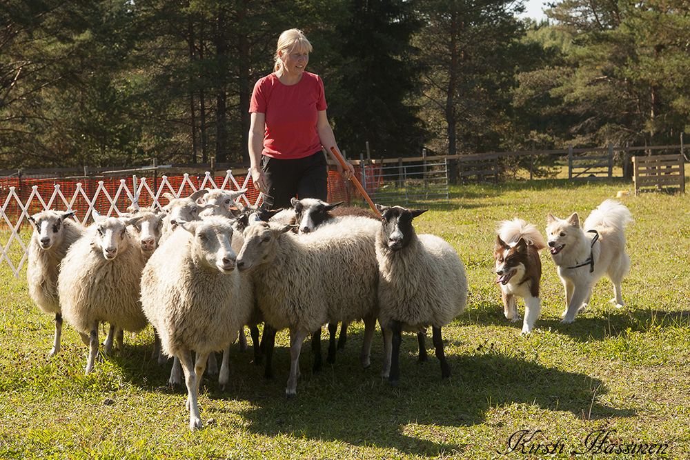 Maatiaismuori: Monenlaisia paimenkoiria