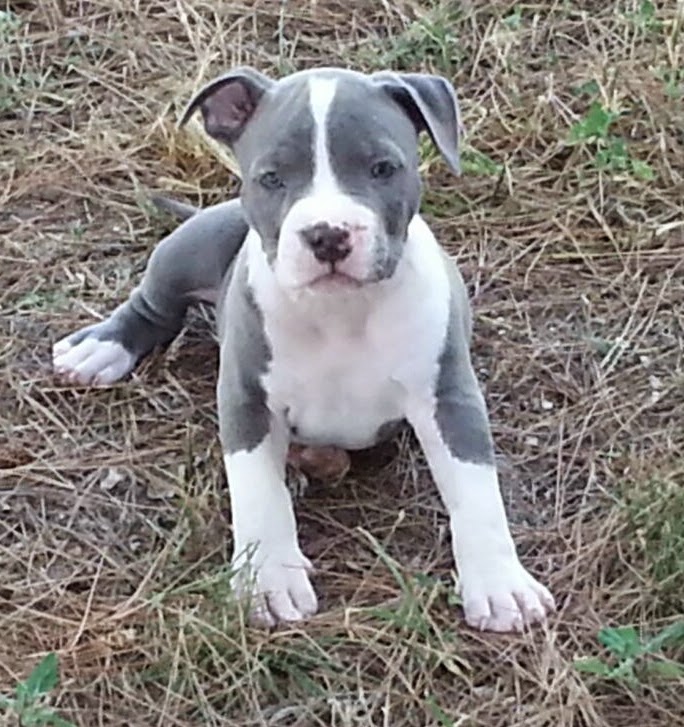 Allevamento Amstaff a Roma - CUCCIOLI AMSTAFF 392 4454844