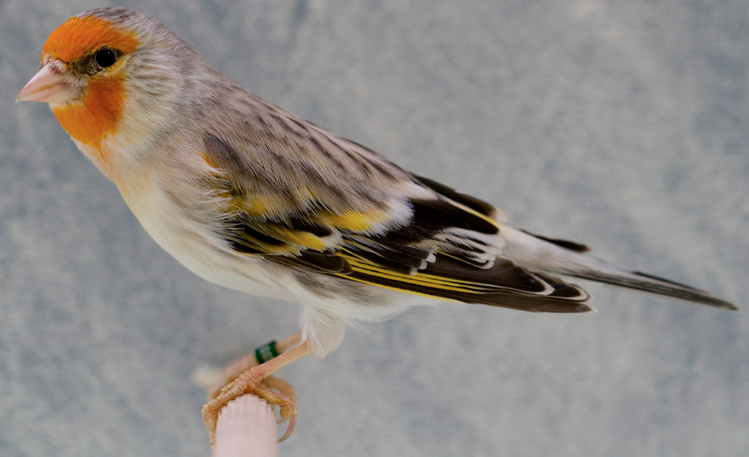 Club Carduelis: F1 chardonneret x canari en mutation agate