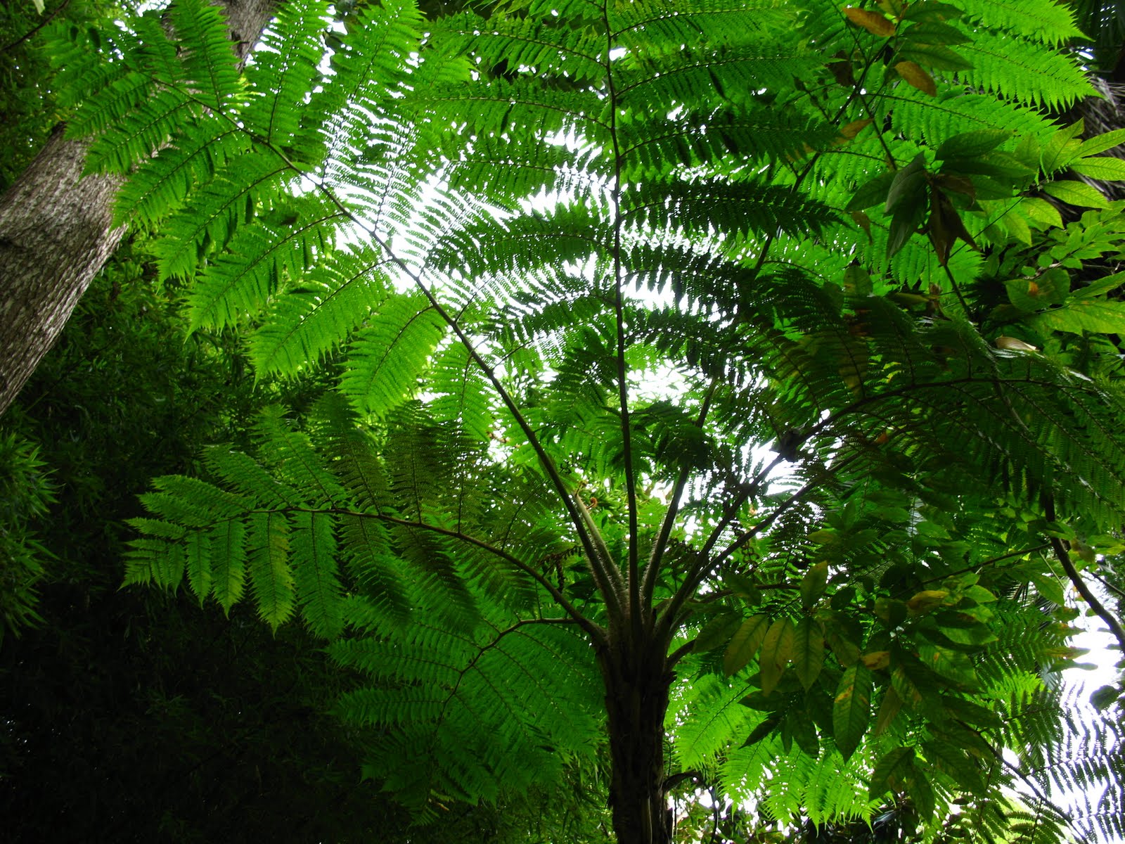 lumeapaleo&ecoterra.com: Despre ferigi (Partea I)