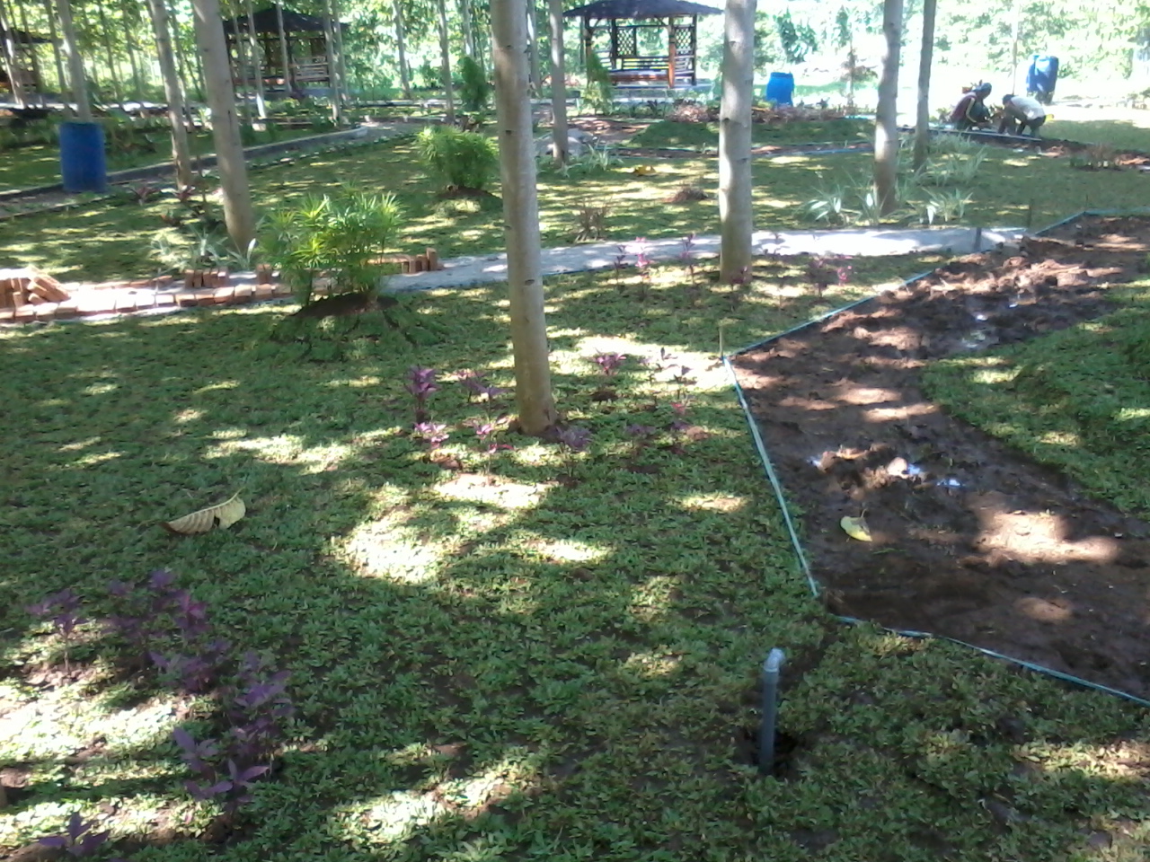 Harga rumput gajah mini , jepang , swiss, golf , lamuran , manila tahun ...