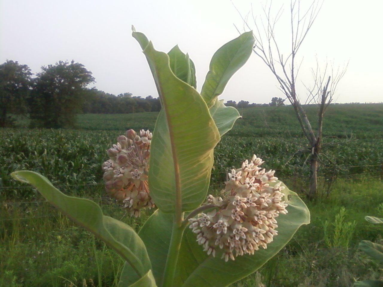 Beam The Light Be The Change: A Healing Journey Part Four: Pictorial