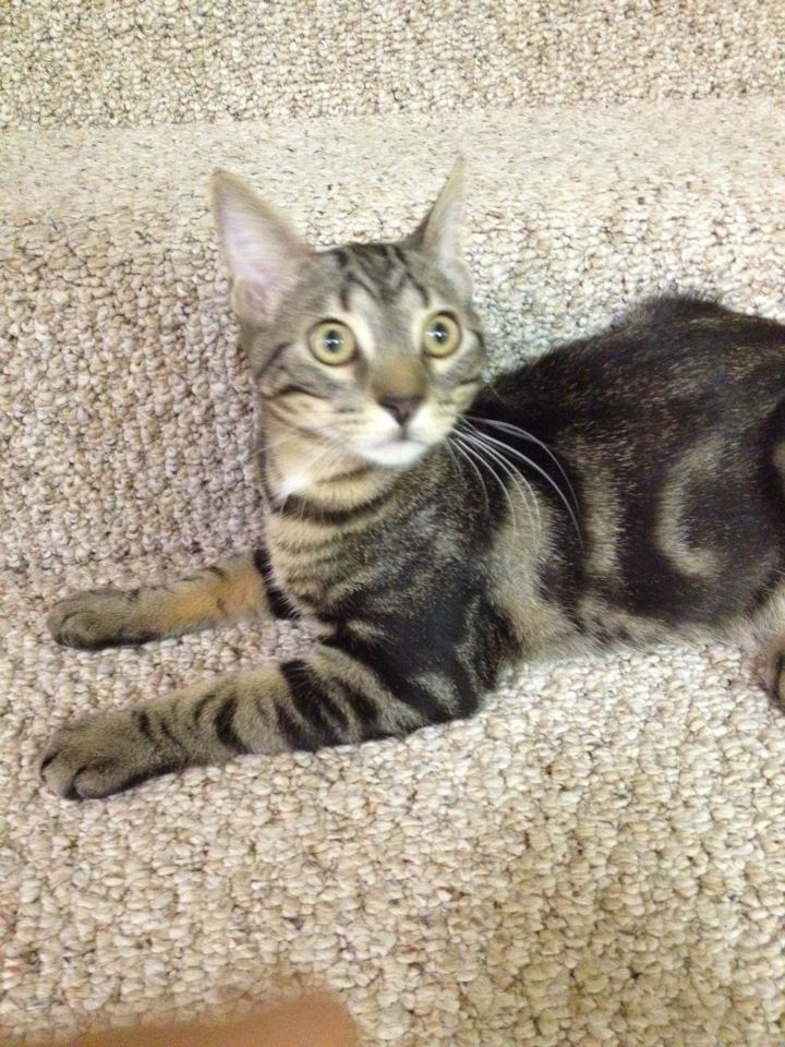 Sandpiper Cat: Tabby Cats and the M's on their Foreheads