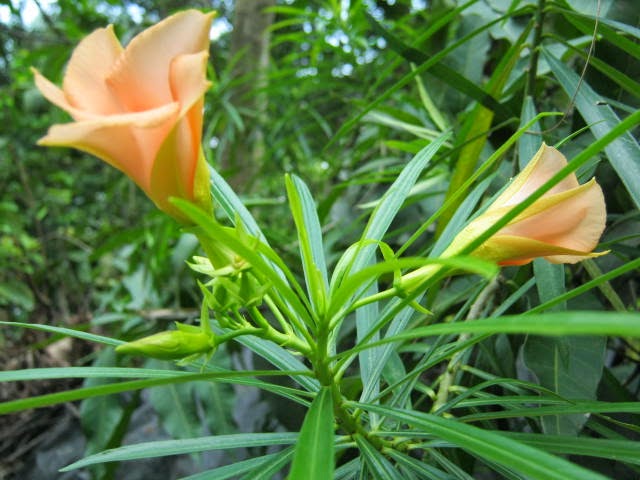 Top 10 Karabi Flower HD image-English in Ashvaghna