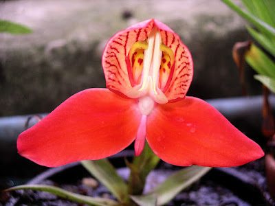 Disa orchid care and culture | Travaldo's blog