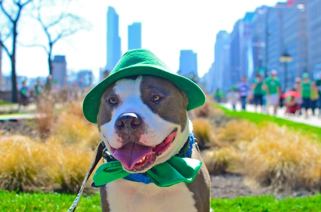 Two Pitties in the City: Things To Do in Chicago with Dogs: Chicago St ...