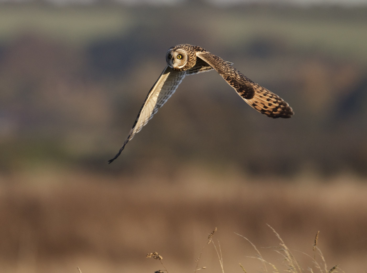 pewit: Asio flammeus