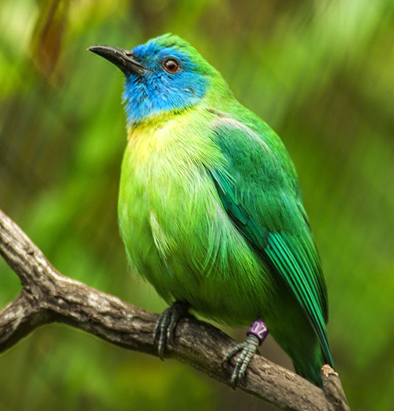 burung | macam macam jenis burung