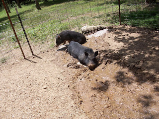 Sweet Pig Farm: Mud Diving Pigs