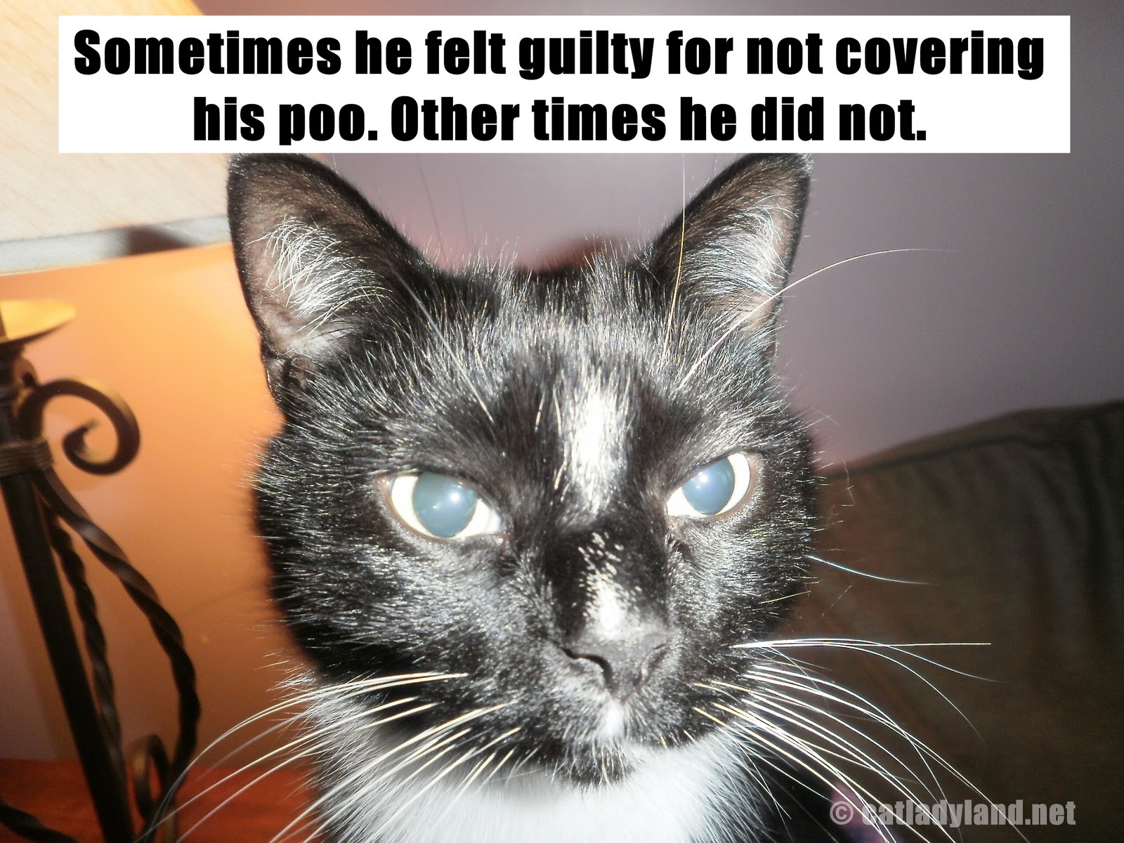 Funny Image Collection: LOLCats - Funny & Cute Cat Pictures Collection ...