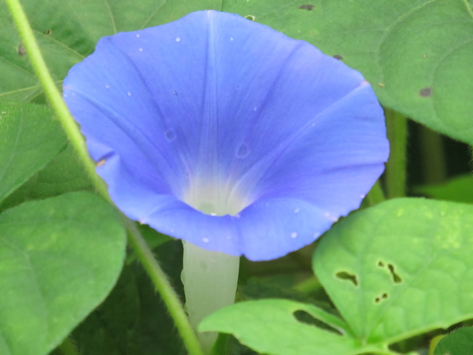 photos of trek trip: Mahuli fort