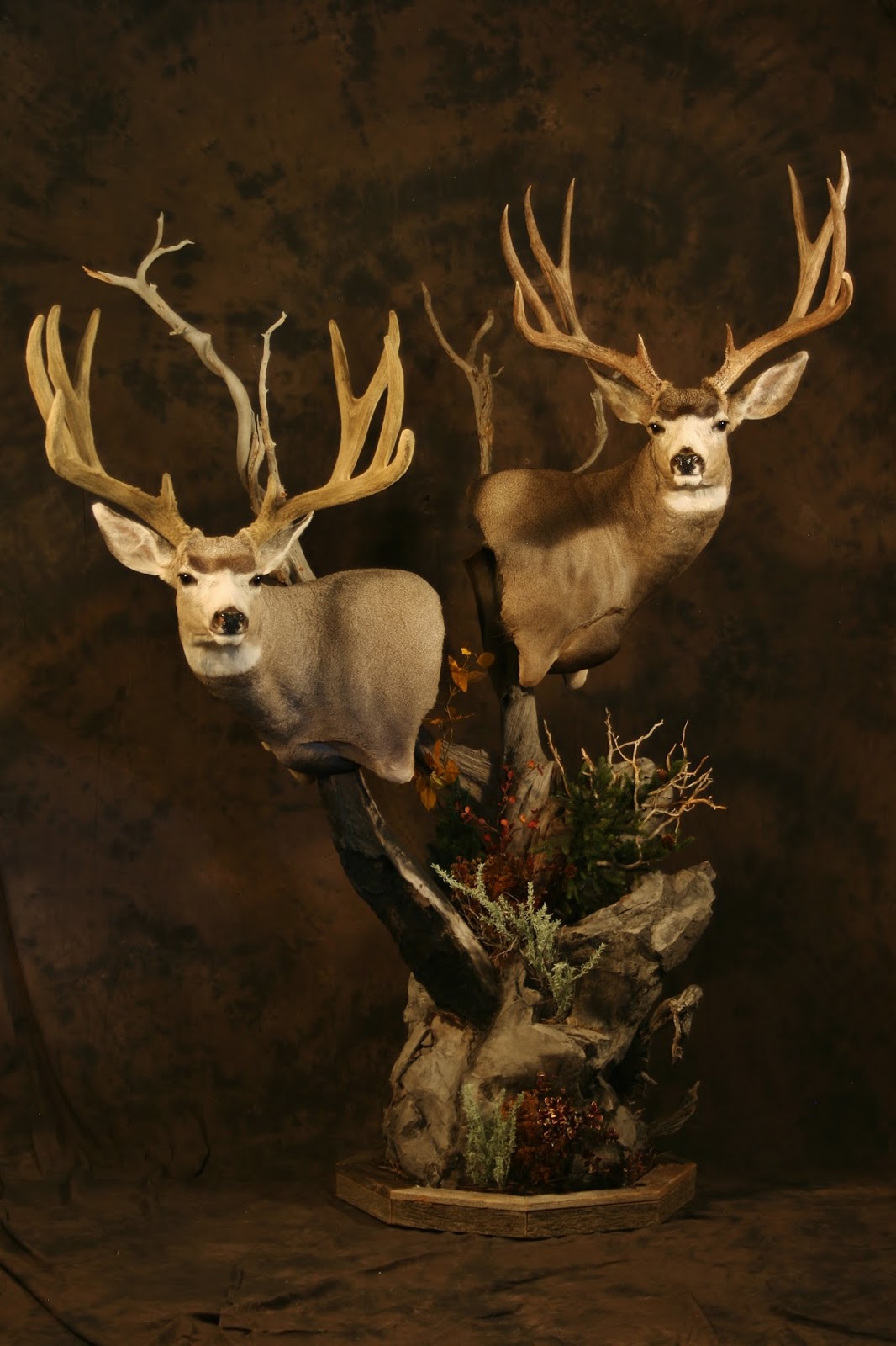 Taxidermy by Josh Hunt: Mule Deer