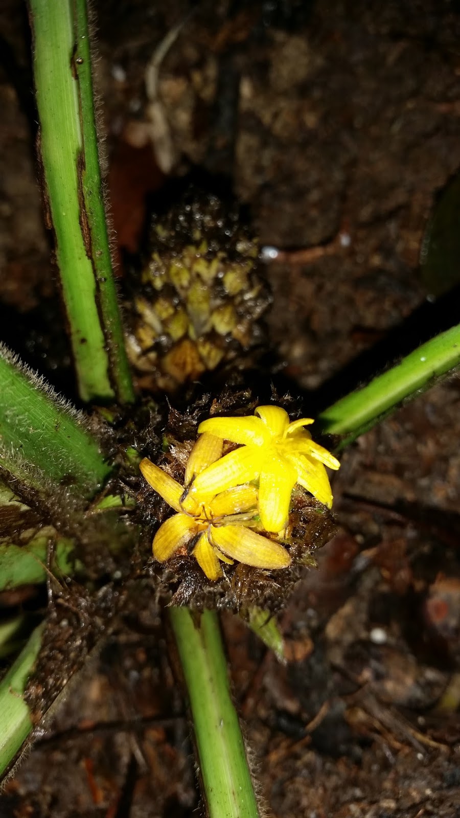 Warisan Petani: Pokok Lemba.