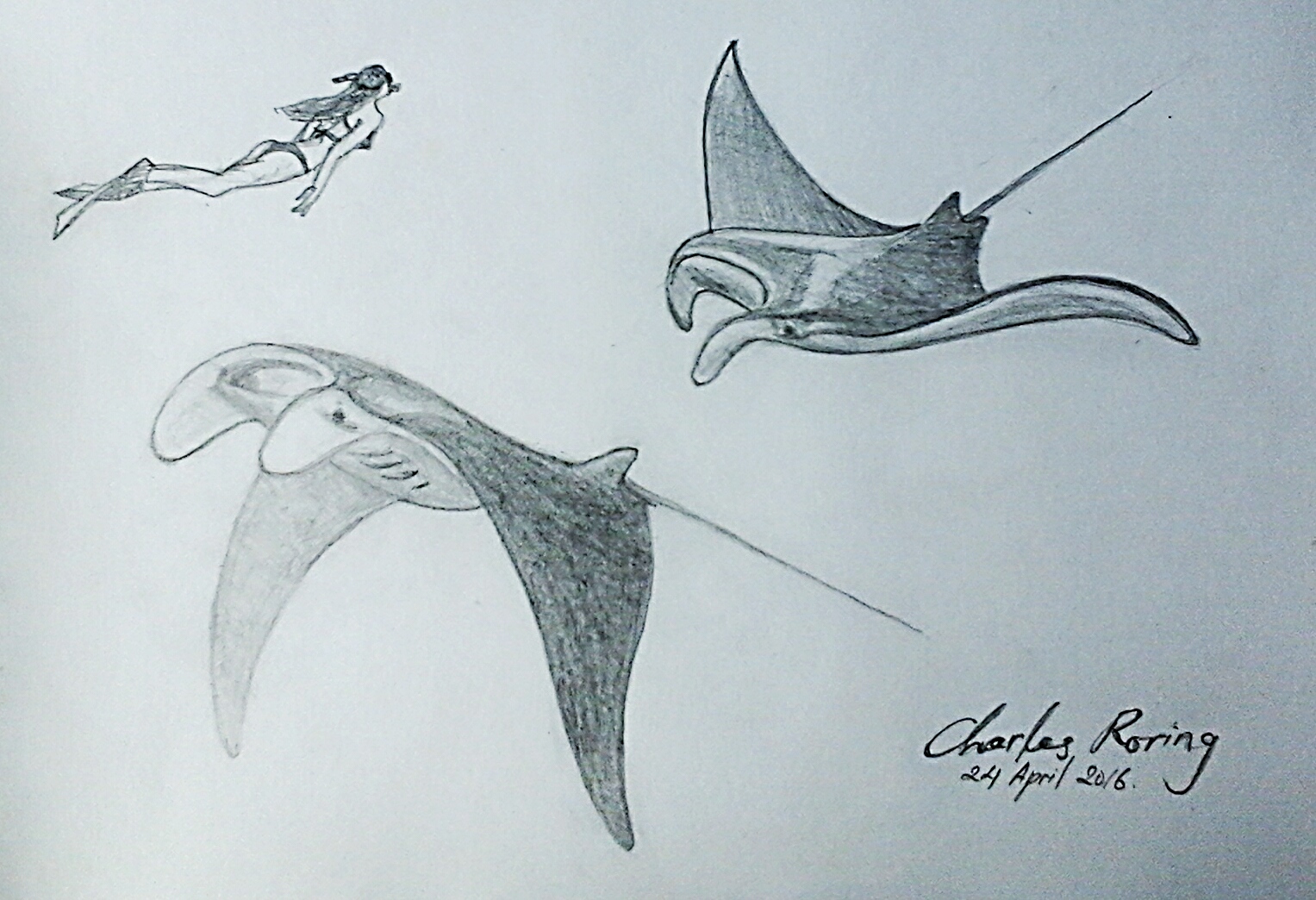 Wildlife Drawing: Swimming with Manta