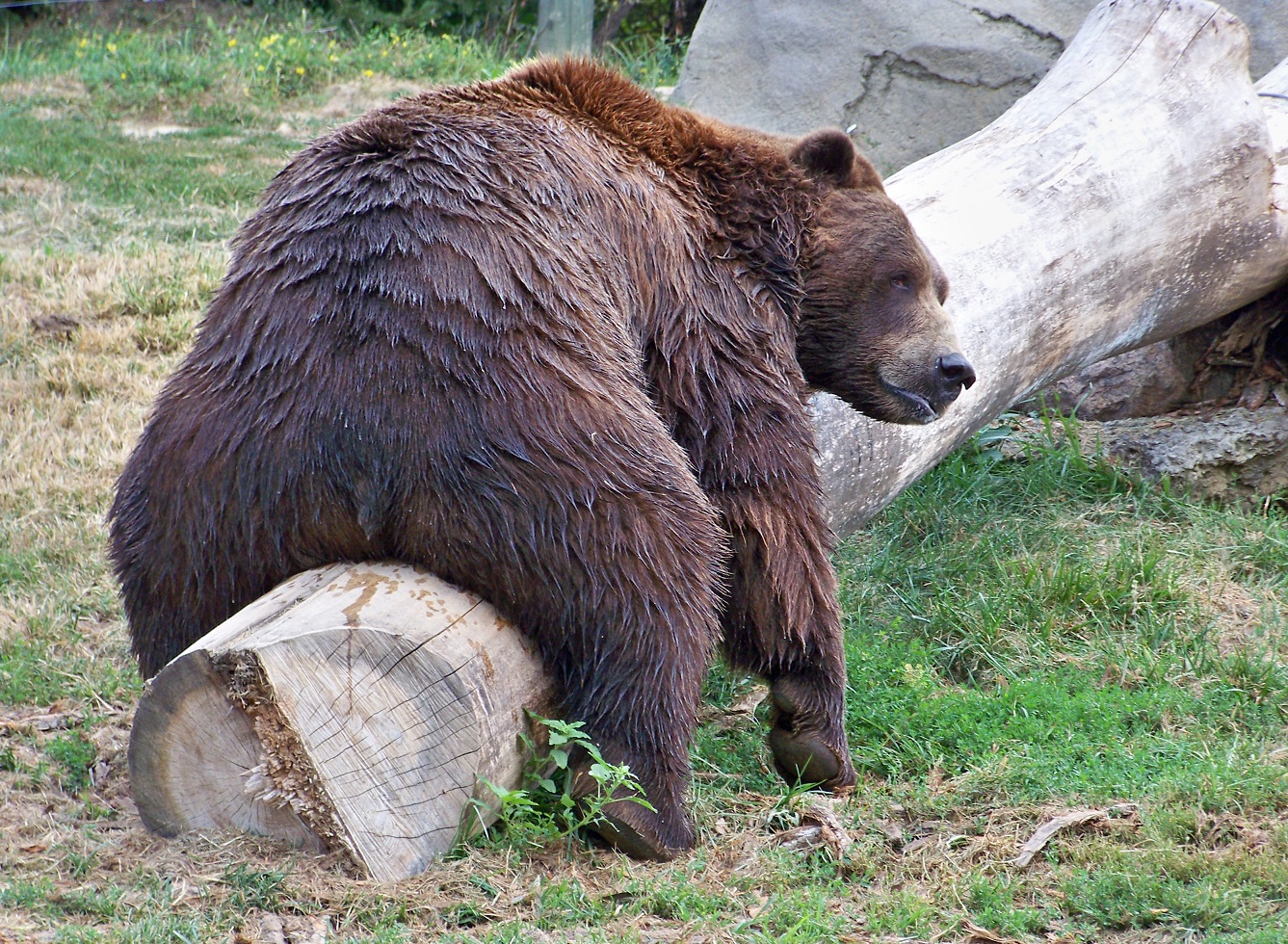 Boaz Wildlife Photography*: Bears being bears