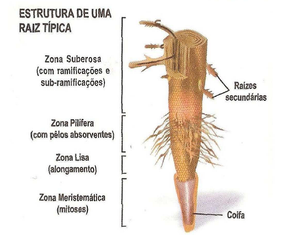 BOTÂNICA PARA TODOS: ÓRGÃOS VEGETAIS - RAIZ, CAULE E FOLHA