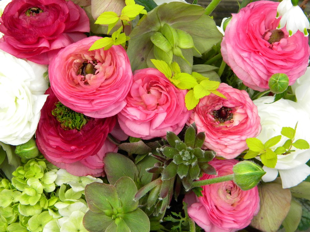 Wedding Flowers from Springwell: Spring Wedding Flowers- Pink Ranunculus! Wedding Flowers from Springwell: Spring Wedding Flowers- Pink Ranunculus!