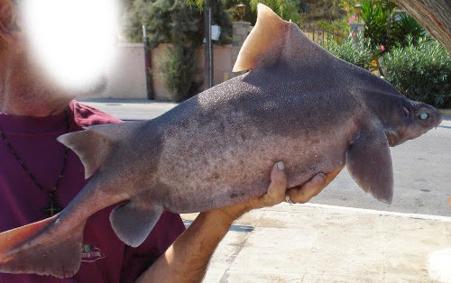 Tiburones en Galicia: Cerdos marinos (fam. Oxynotidae)