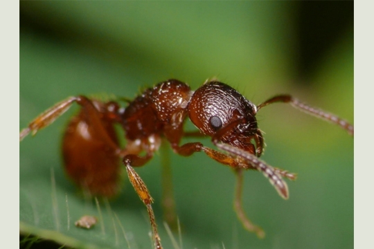 The Microwave Factor: Sense of Smell and Sight Perturbed in Ants ...