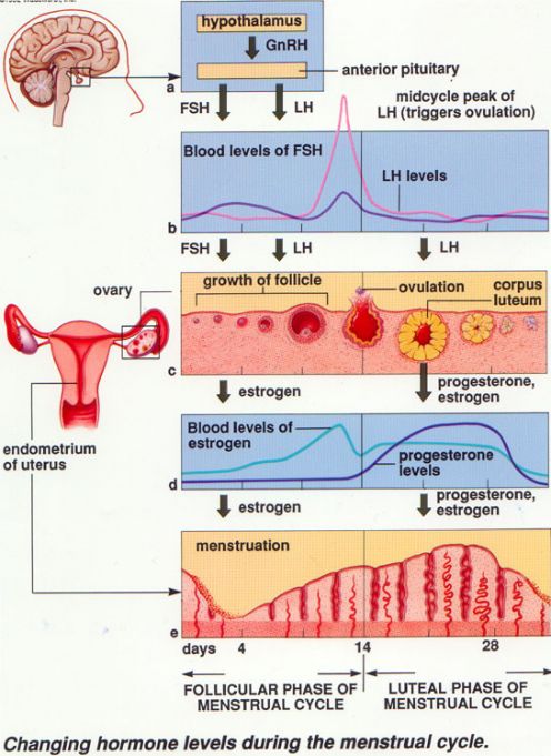 FEMALE HORMONES