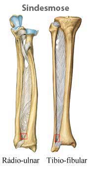 Anatomia Humana: Tipos de articulação