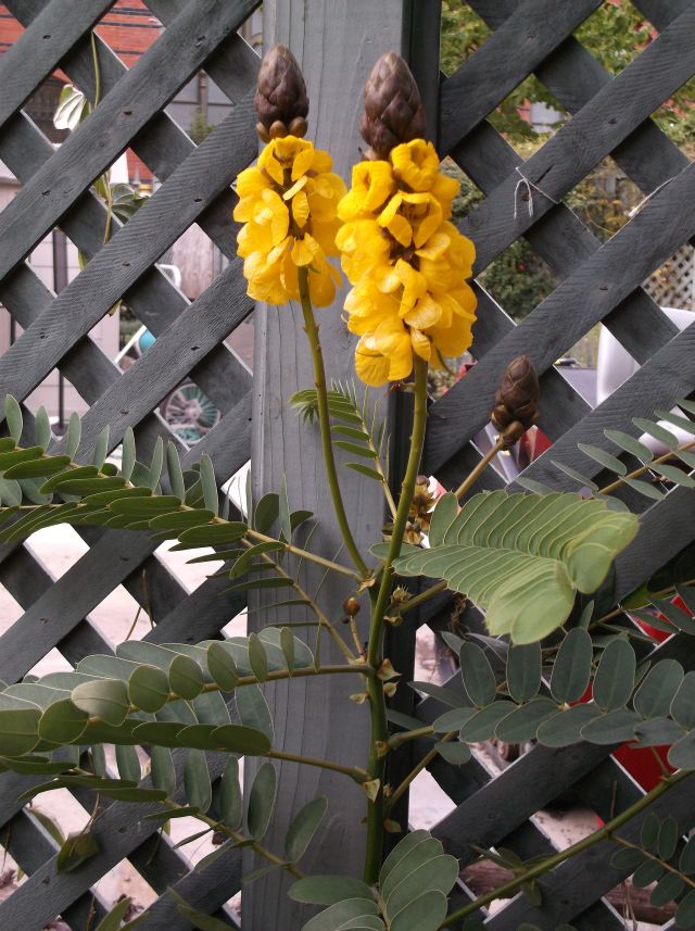 Future Plants by Randy Stewart: Cassia & Senna(s)