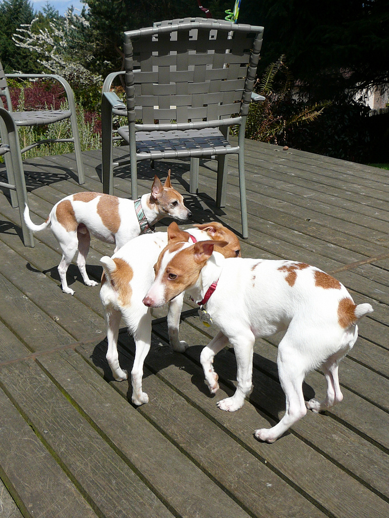 Merry Paws - Training and Fostering: Primary Cut-Off Signals