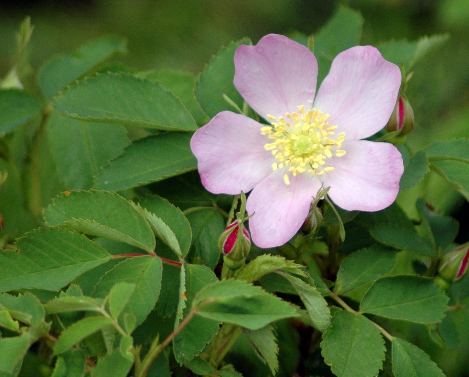 Flora and Fauna in the West: Wildflowers of Yellowstone and Grand Teton